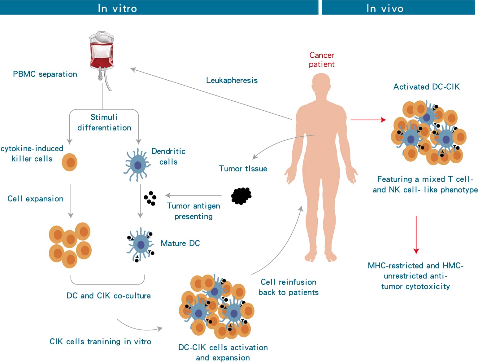 DC-CIK - All Products - Ever Supreme Bio Technology